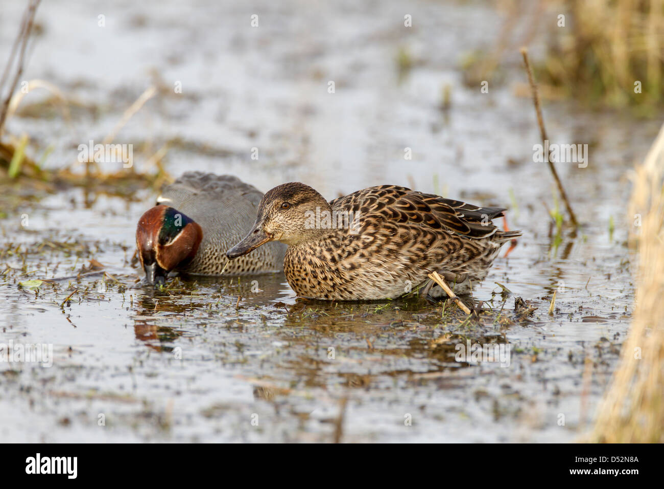 Teal. Anas crecca (Anatidae Stock Photo - Alamy