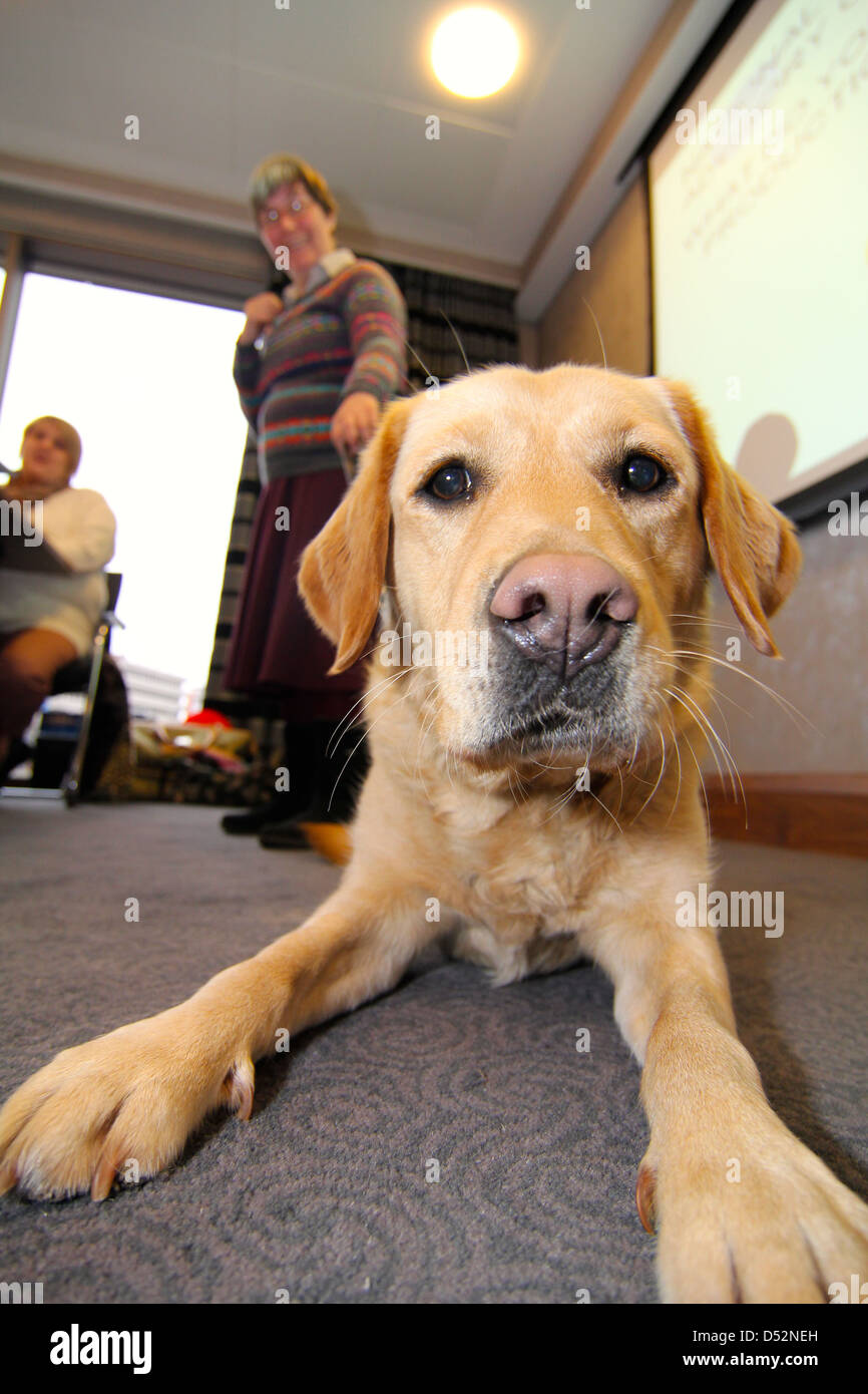 Guide dog uk hi-res stock photography and images - Alamy