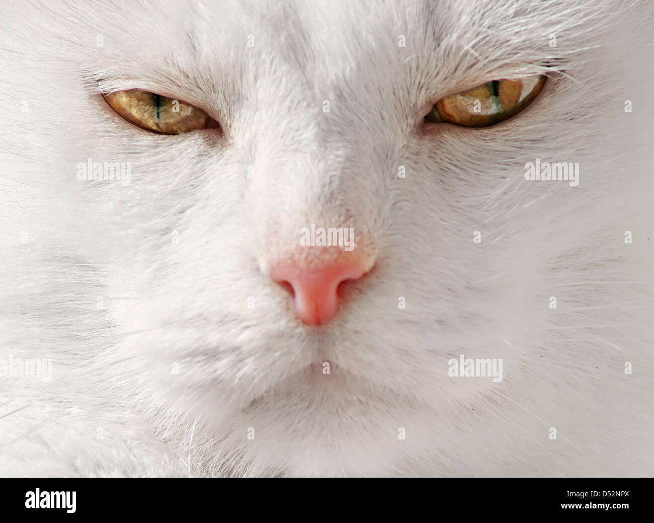 Persian cat white color hi-res stock photography and images - Alamy