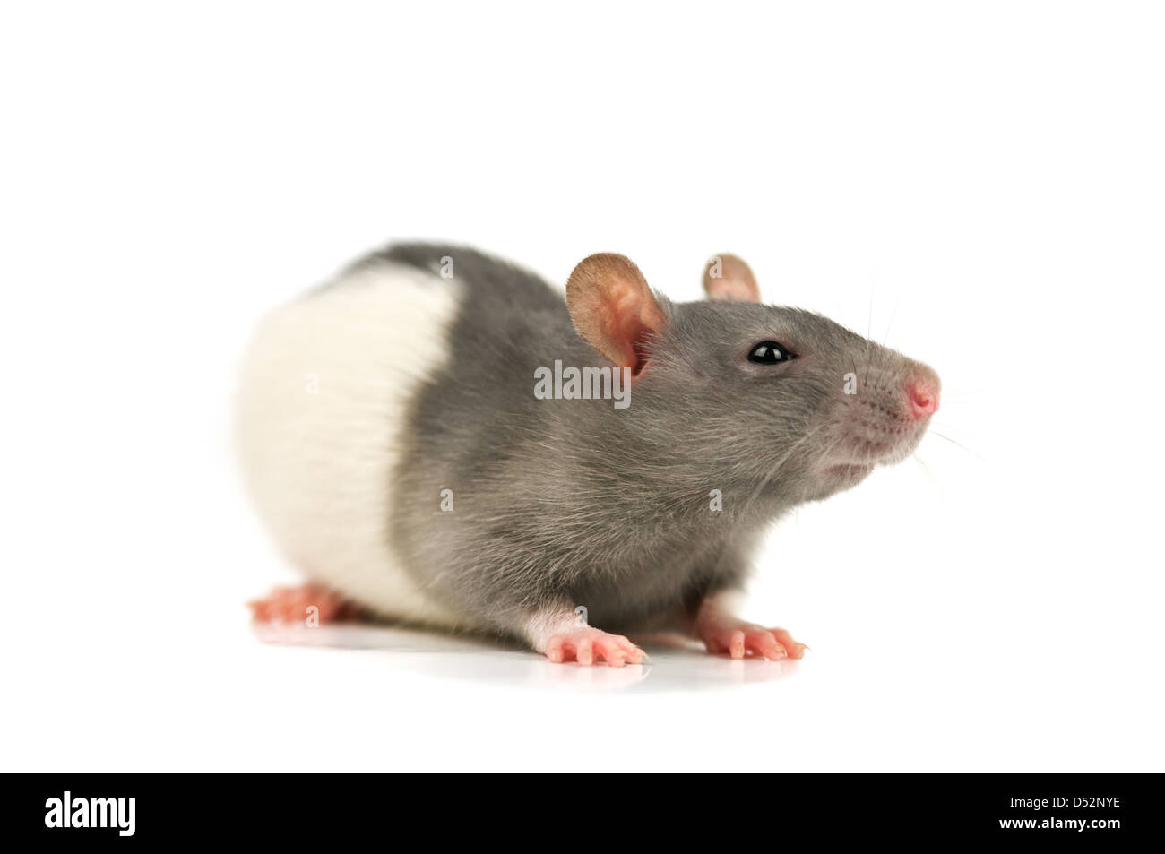 grey rat isolated on white Stock Photo - Alamy