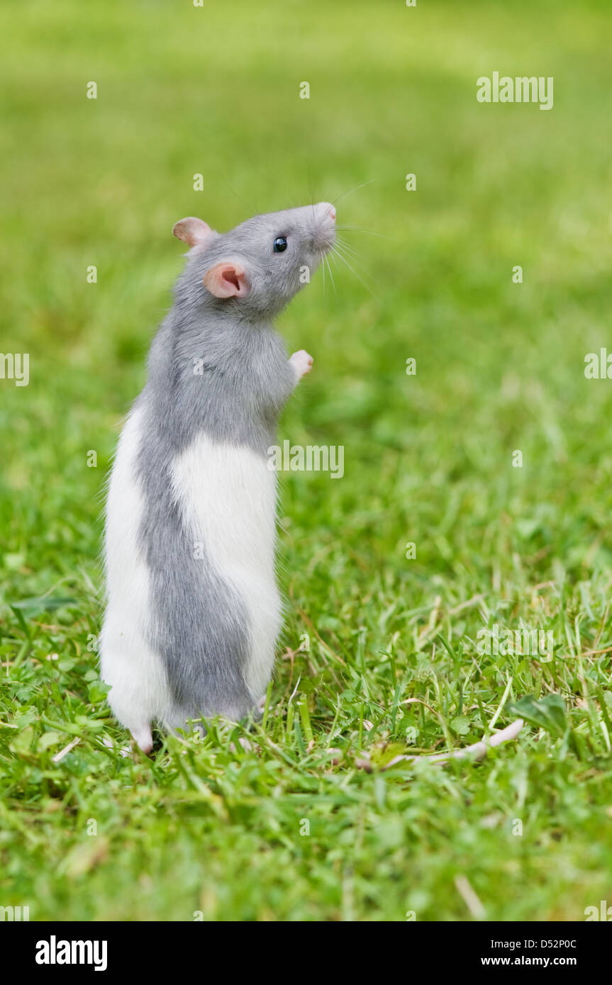 rat on lawn close up Stock Photo - Alamy
