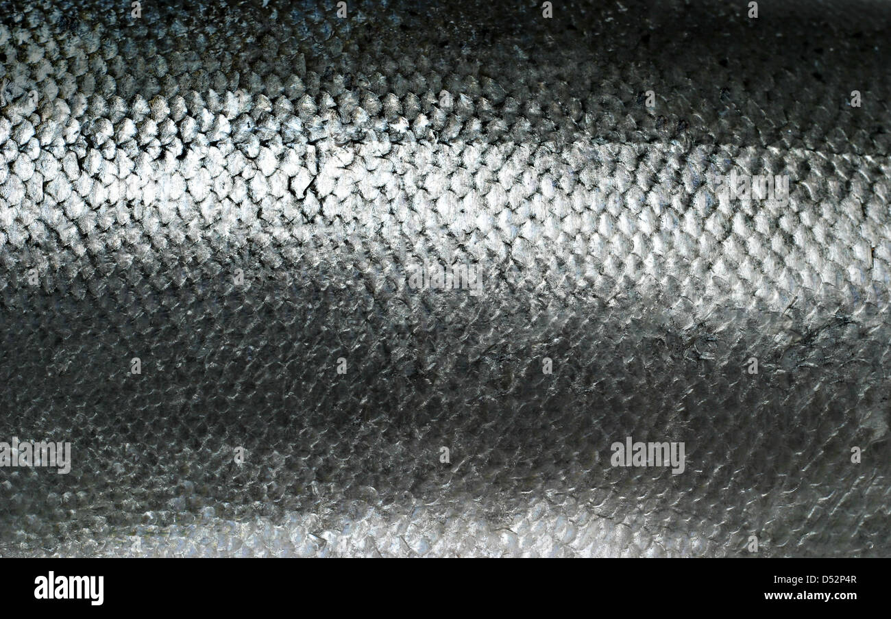Salmon fish scales grunge texture back ground Stock Photo - Alamy