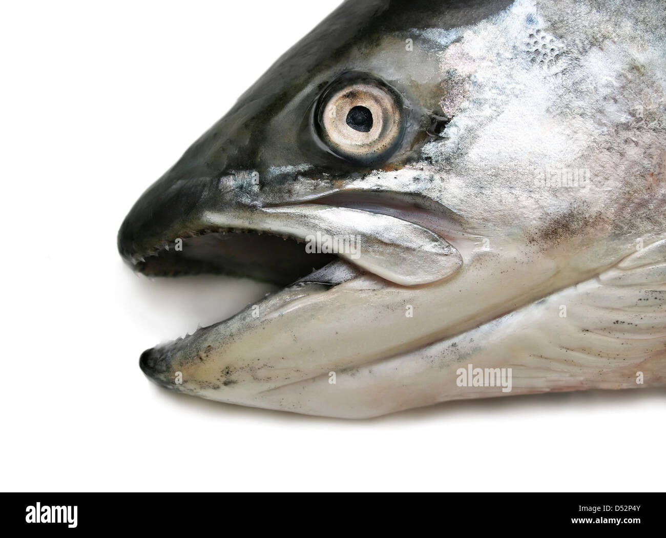Salmon head close up isolated on white Stock Photo - Alamy
