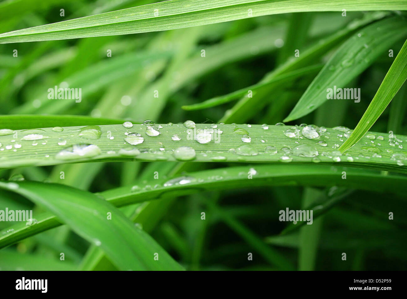 Green grass with many drops Stock Photo - Alamy
