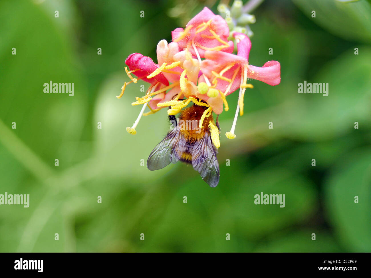 Big bumble bee eat nectar Stock Photo - Alamy