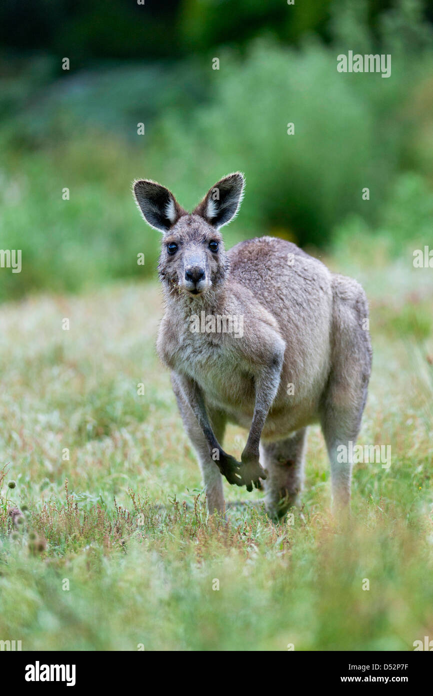 Eastern grey kangaroo (Macropus giganteus), Australia Stock Photo - Alamy