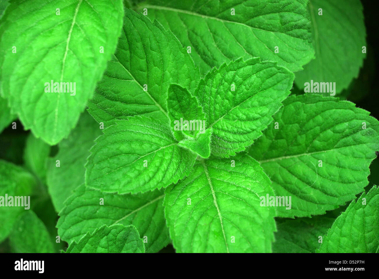 Fresh mint grow in the garden Stock Photo - Alamy