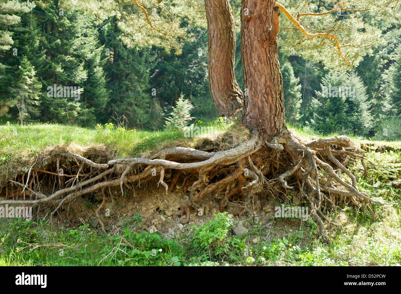 Big fir tree root closeup Stock Photo - Alamy