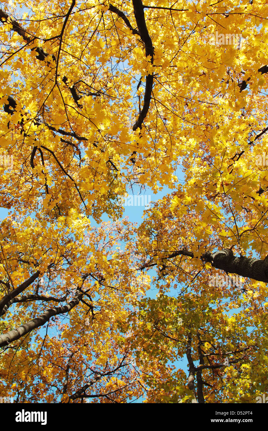 Maple tree and sky as a background of autumn 2010 Stock Photo - Alamy