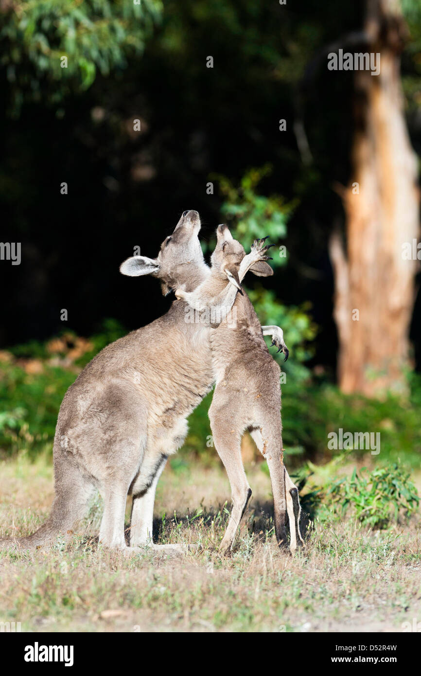 Eastern grey kangaroo (Macropus giganteus), Australia Stock Photo - Alamy