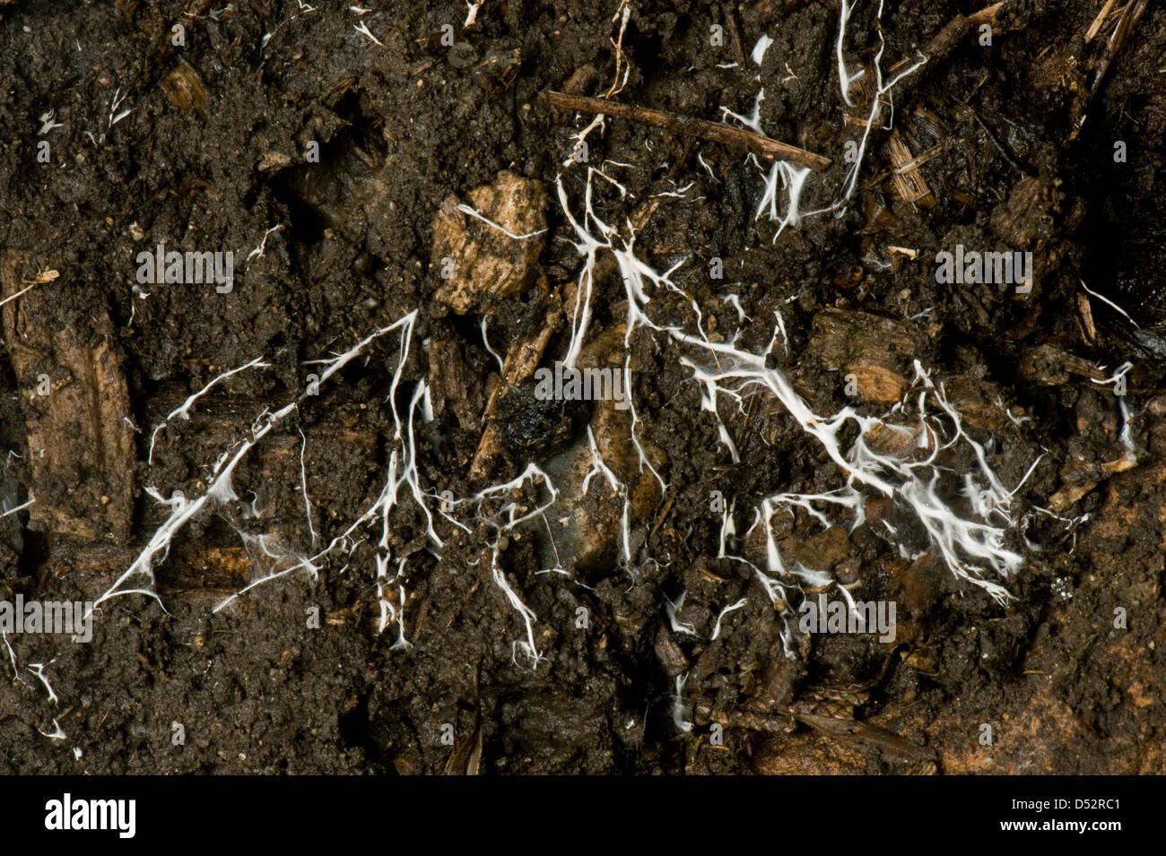 Mycelium hi-res stock photography and images - Alamy