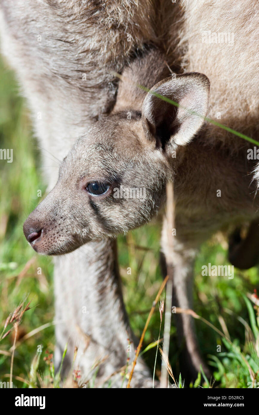 Eastern grey kangaroo (Macropus giganteus), Australia Stock Photo - Alamy