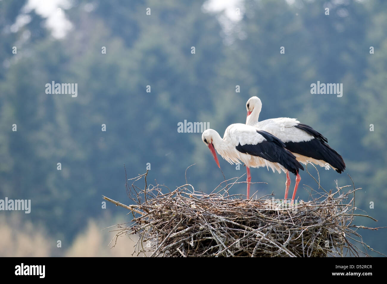 White stork pair hi-res stock photography and images - Alamy
