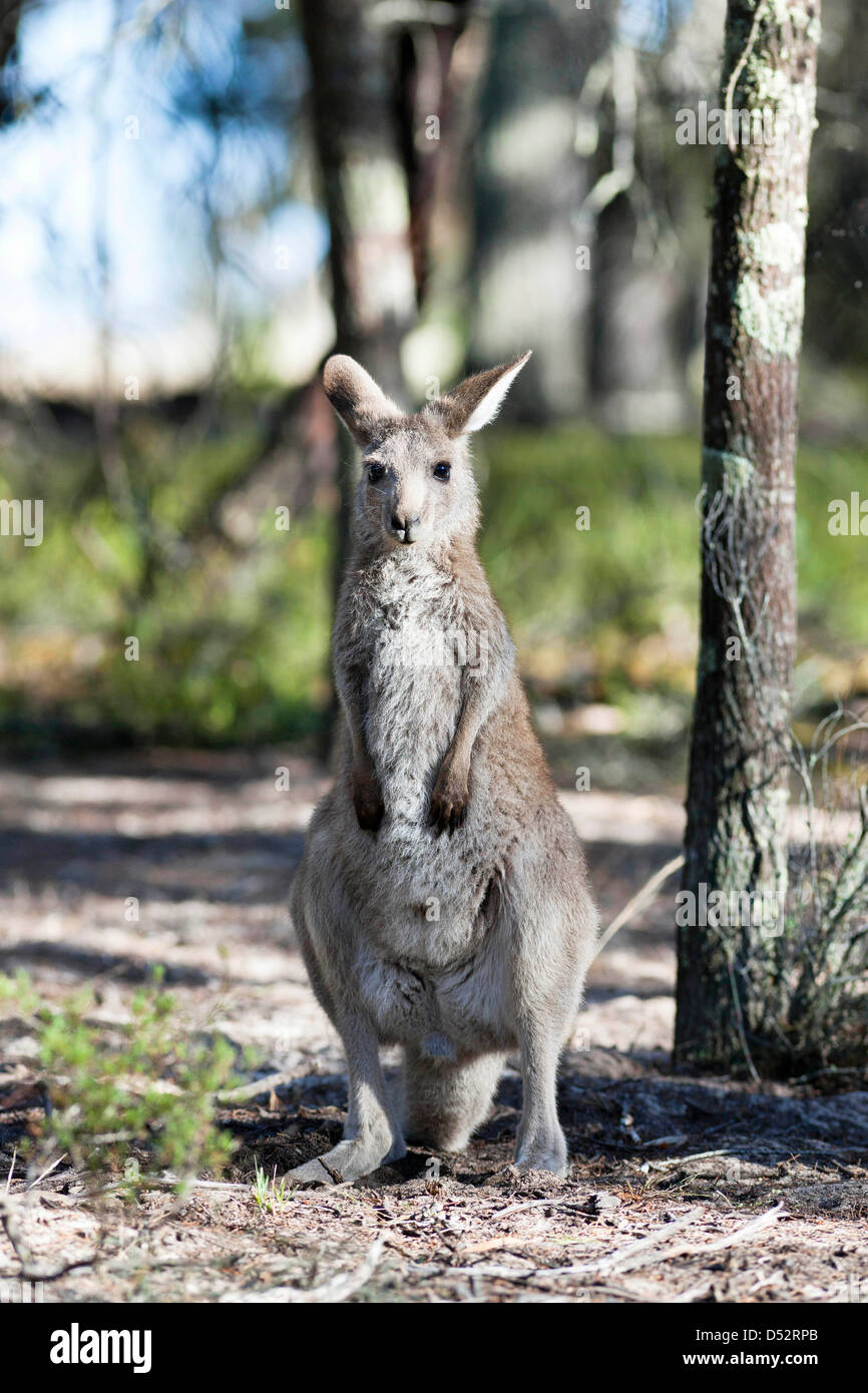 Eastern grey kangaroo (Macropus giganteus), Australia Stock Photo - Alamy