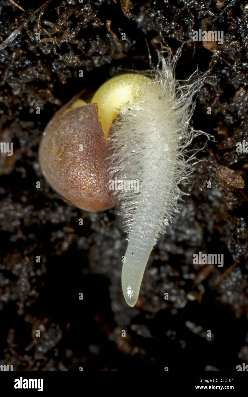 A germinating cabbage seed with root developing with root hairs on soil ...
