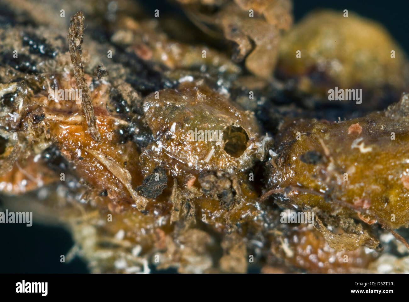 The exit hole of a parasitoid wasp, Metaphycus helvolus, in the shell ...