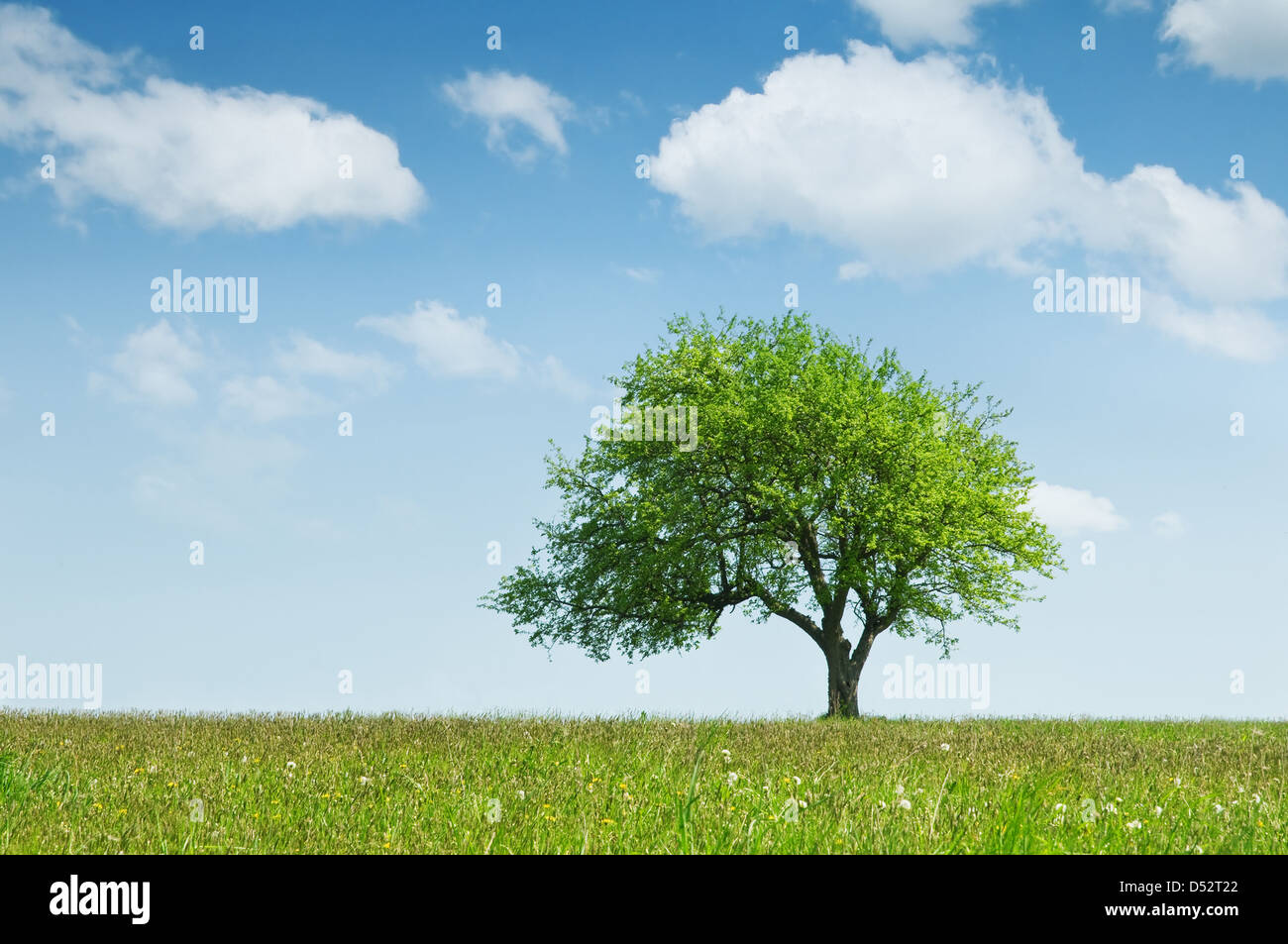 Tree cloudy sky cloud sky hi-res stock photography and images - Alamy