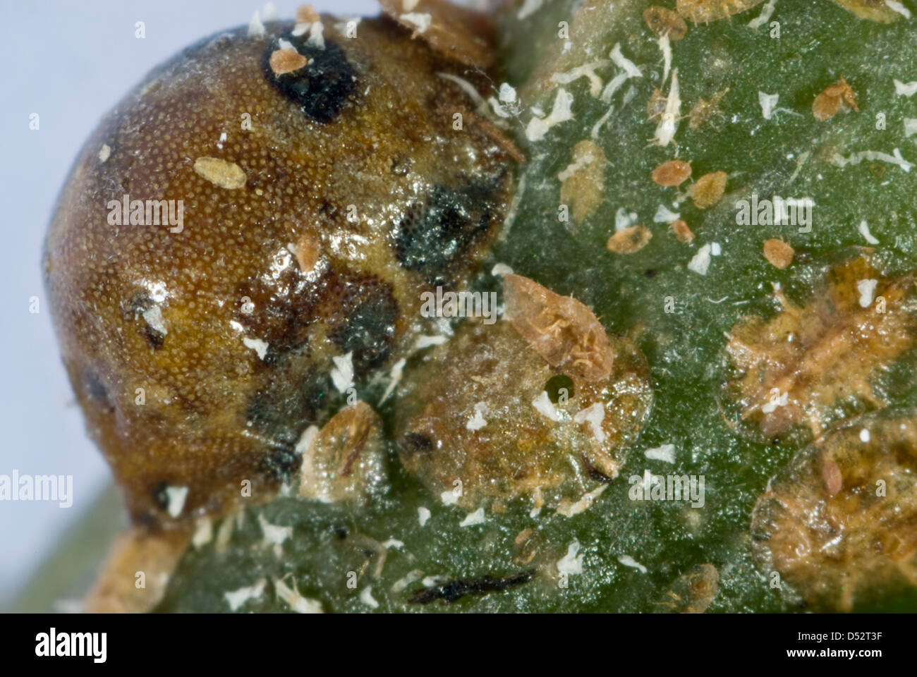 The exit hole of a parasitoid wasp, Metaphycus helvolus, in the shell ...