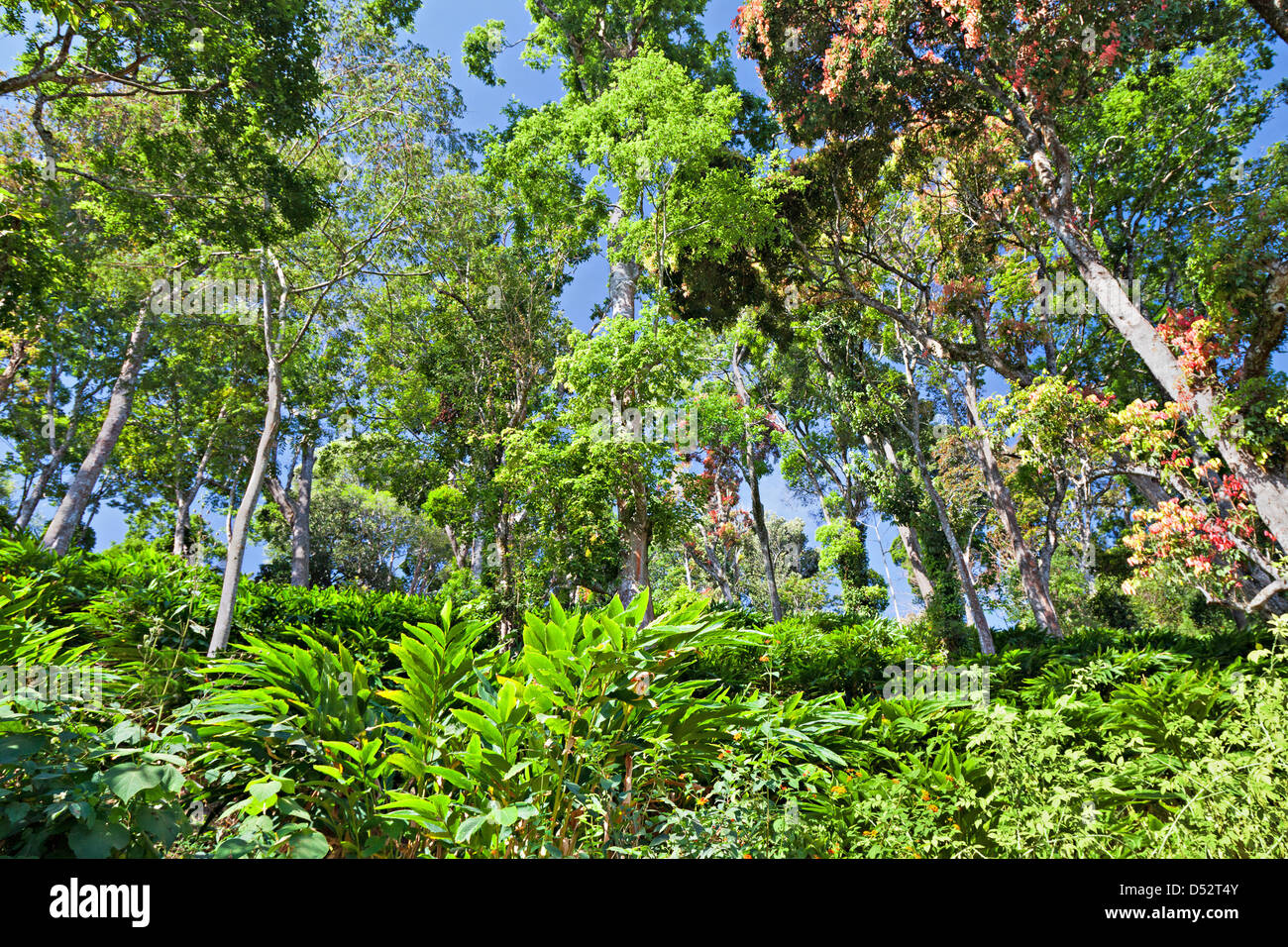 Deep tropical forest, Munnar, India Stock Photo - Alamy