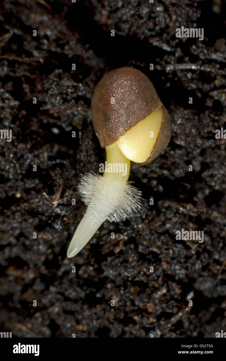 A germinating cabbage seed with root developing with root hairs on soil ...