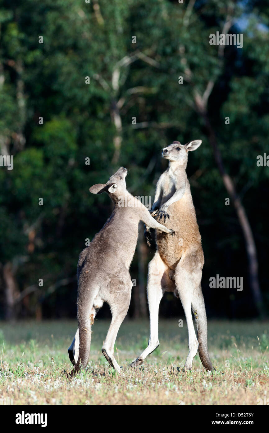 Eastern grey kangaroo (Macropus giganteus), Australia Stock Photo - Alamy