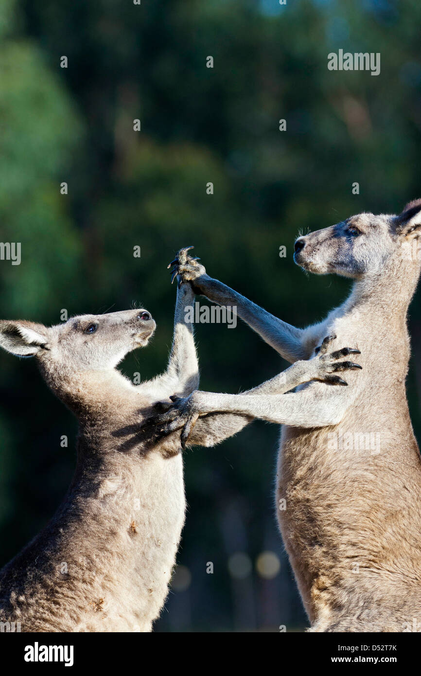 Bull fight australia hi-res stock photography and images - Alamy