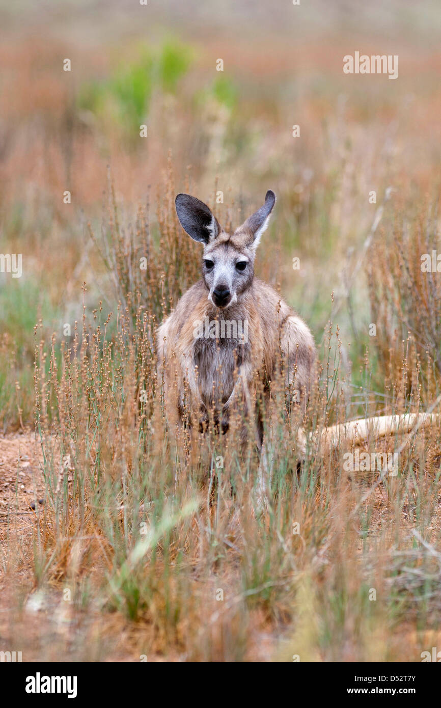 Red kangaroo (Macropus rufus), Australia Stock Photo - Alamy