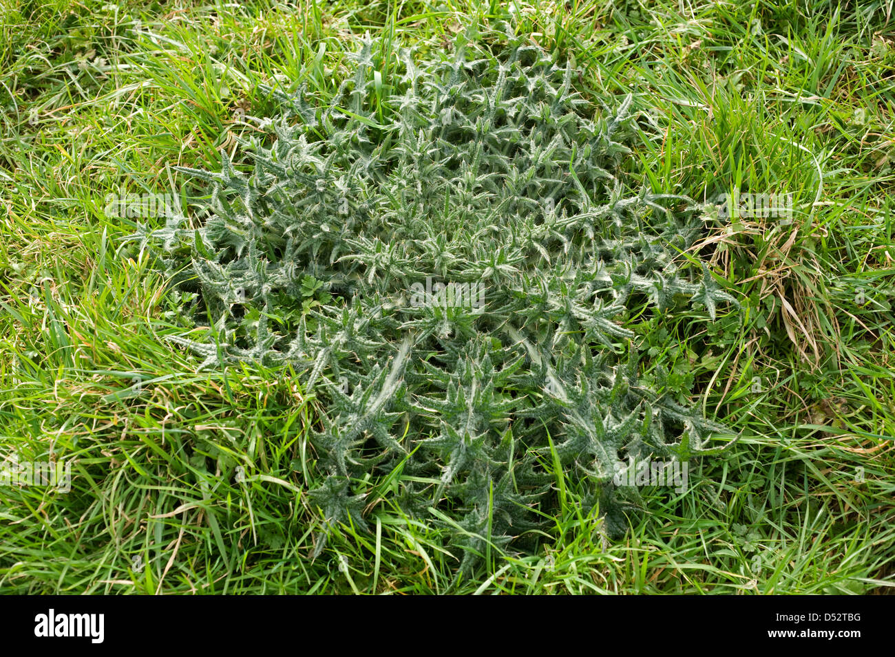 Strong spear thistle, Cirsium vulgare, leaf rosette in grass ...