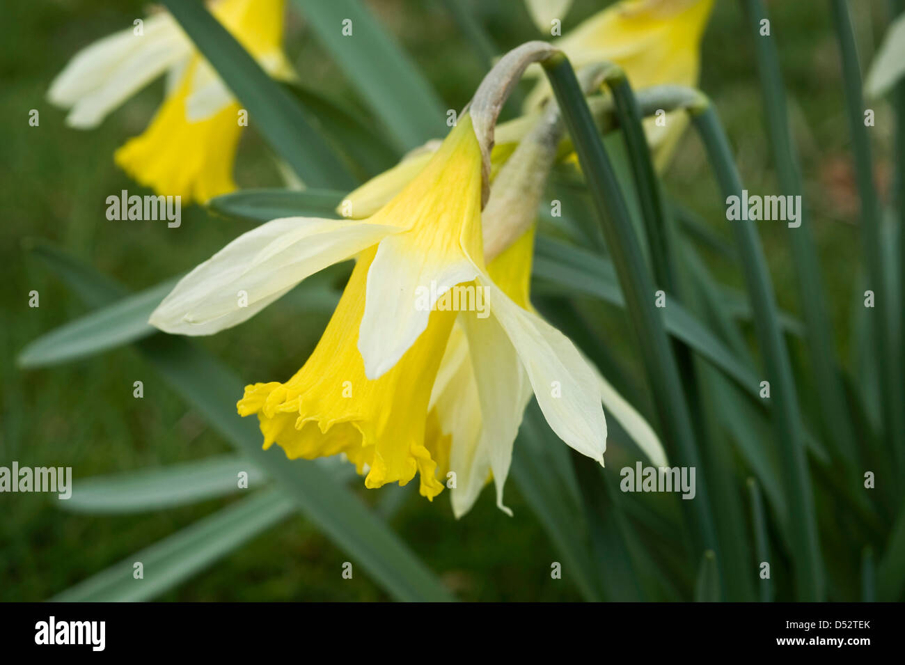 A wild daffodil or lent lily, Narcissus pseudonarcissus, in flower ...