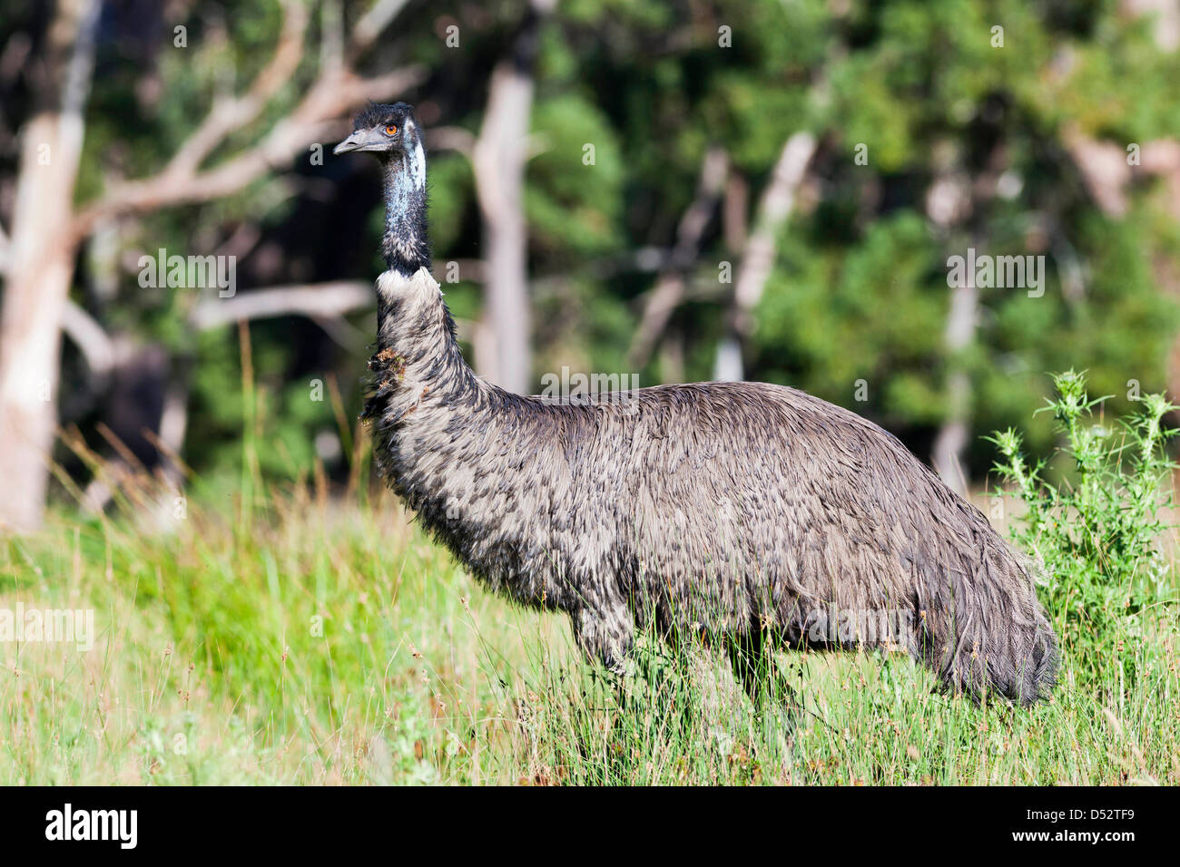 Convergent evolution hi-res stock photography and images - Alamy