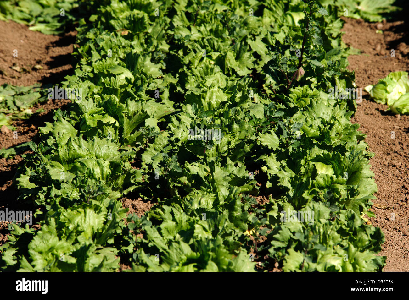 Lettuce field in the Imperial Valley of California Stock Photo - Alamy