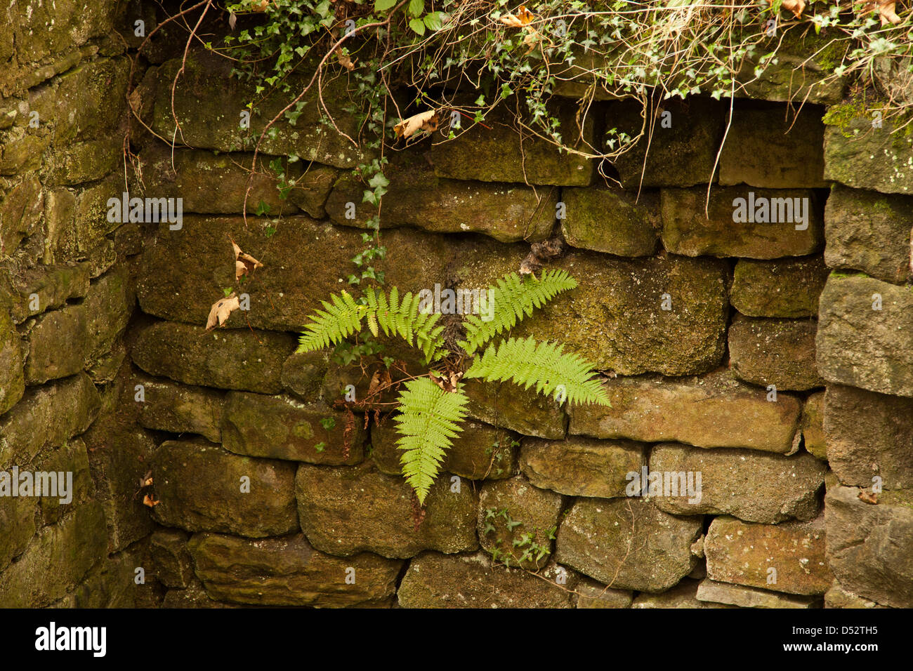 Fern growing on a wall Stock Photo - Alamy