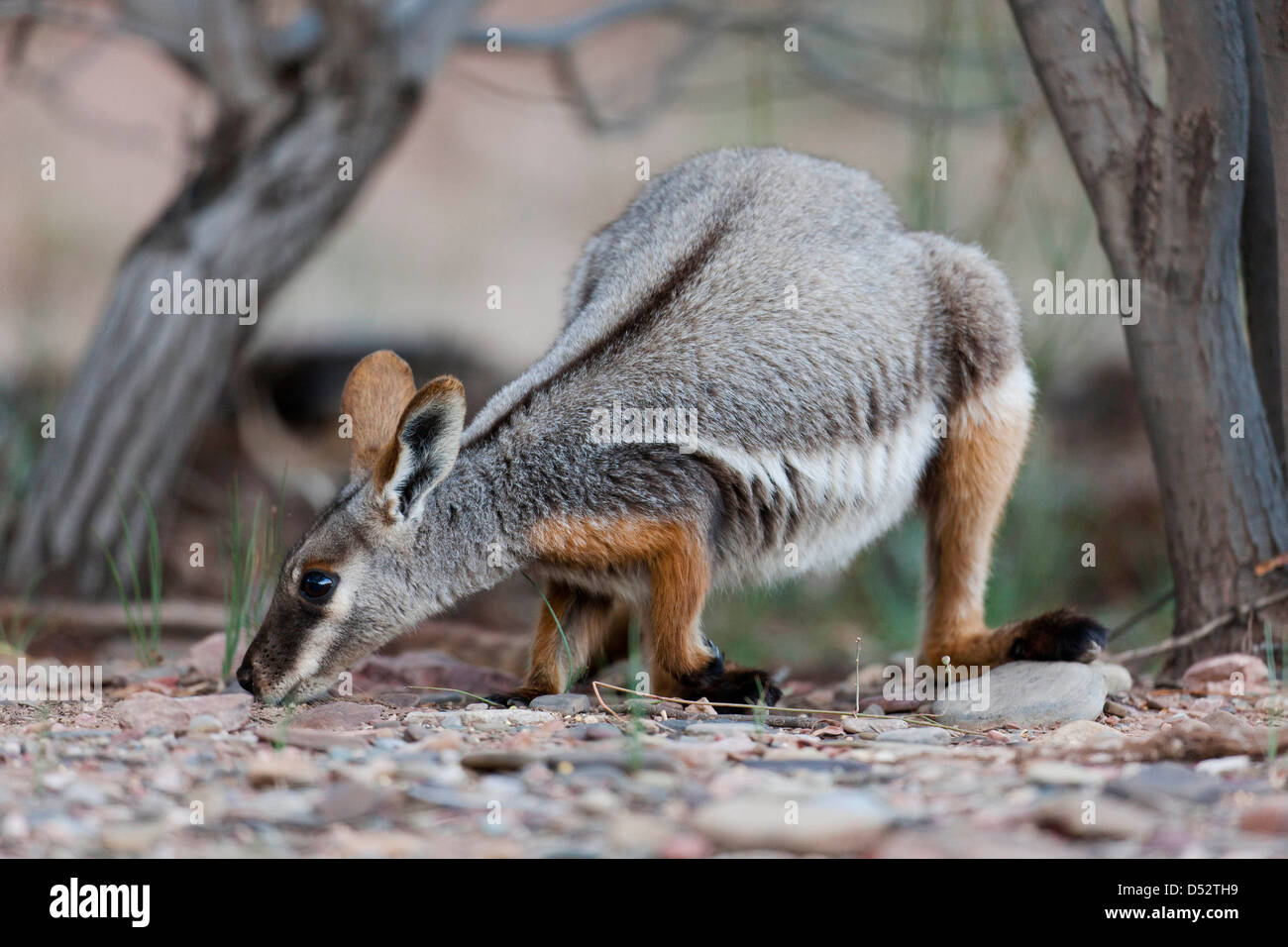 Yellow-Footed Rock-Wallaby (Petrogale xanthopus), Australia Stock Photo ...