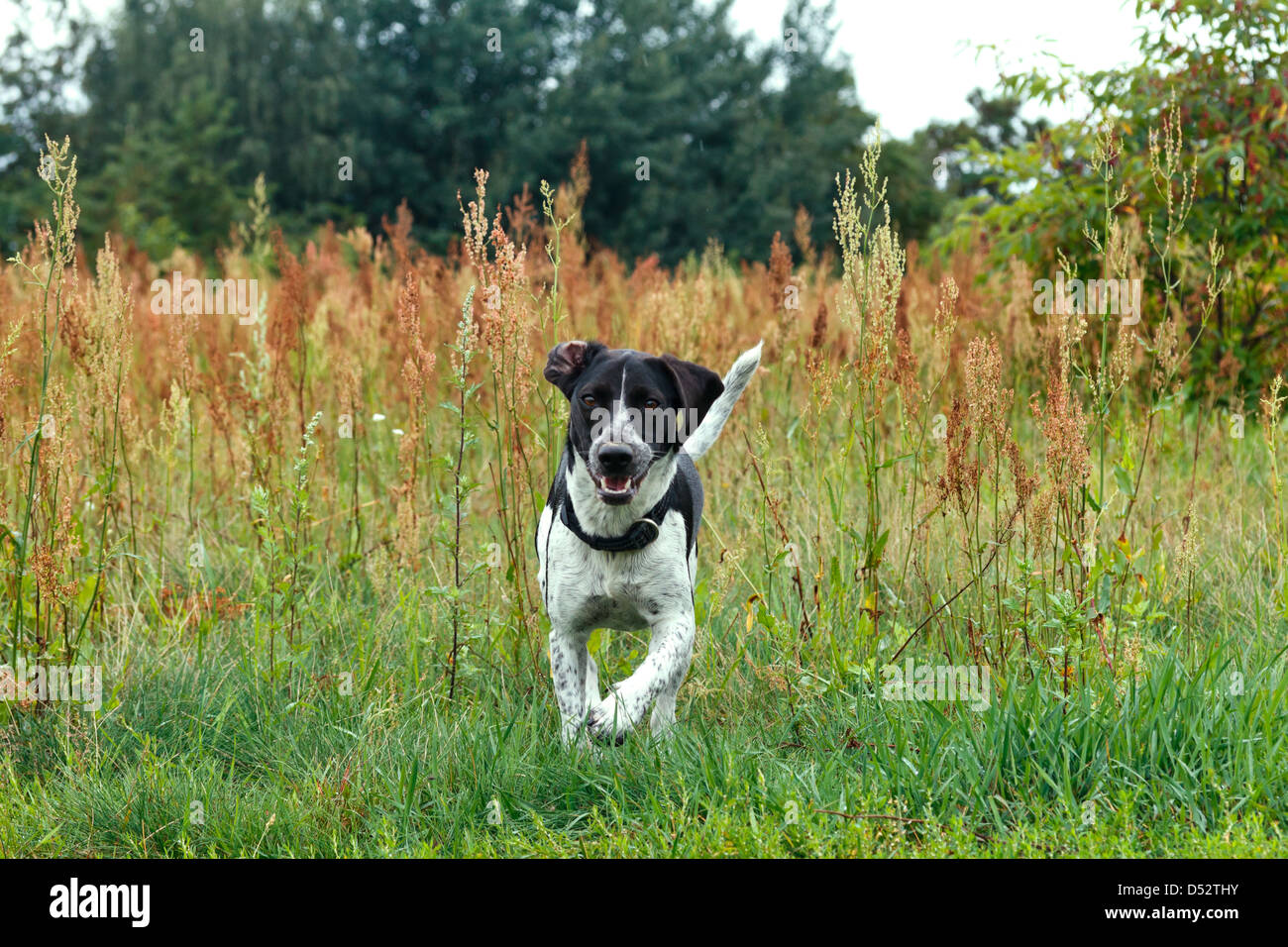 Berlin, Germany, a beagle mix runs towards the viewer Stock Photo - Alamy