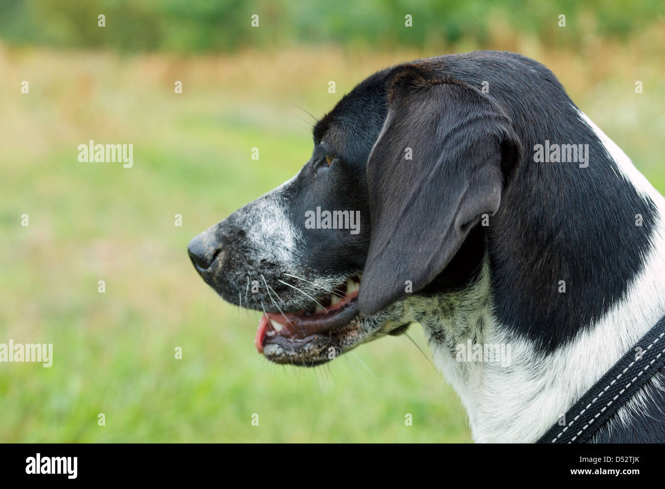 Beagle German Pointer Mix