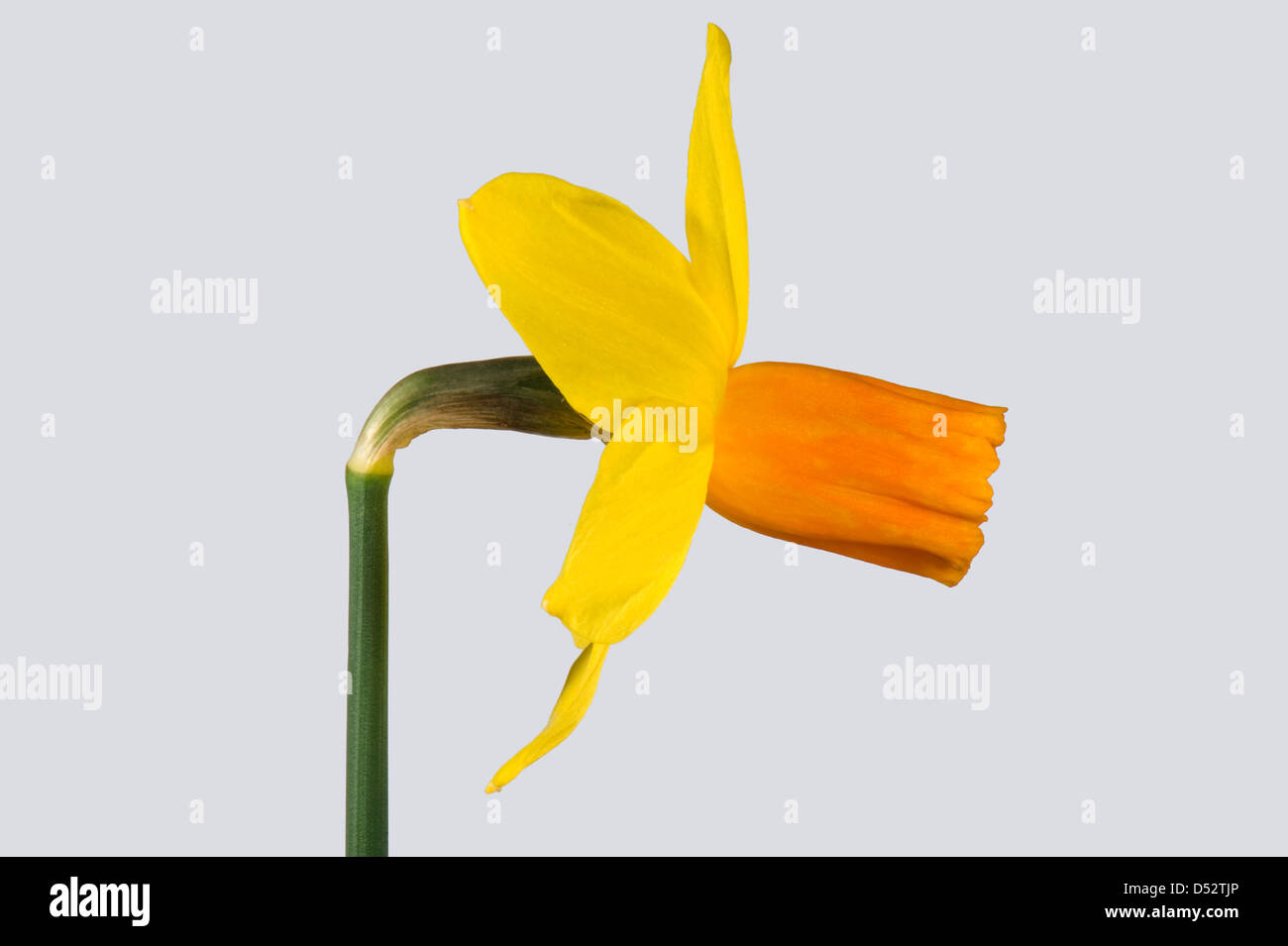 Side view of a daffodil flower, Narcissus 'Jetfire', with yellow sepals ...