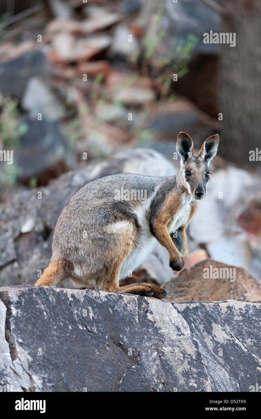 Yellow-Footed Rock-Wallaby (Petrogale xanthopus), Australia Stock Photo ...