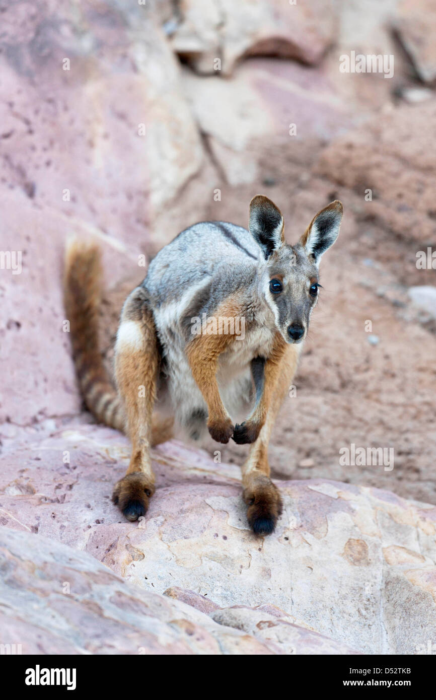 Yellow-Footed Rock-Wallaby (Petrogale xanthopus), Australia Stock Photo ...