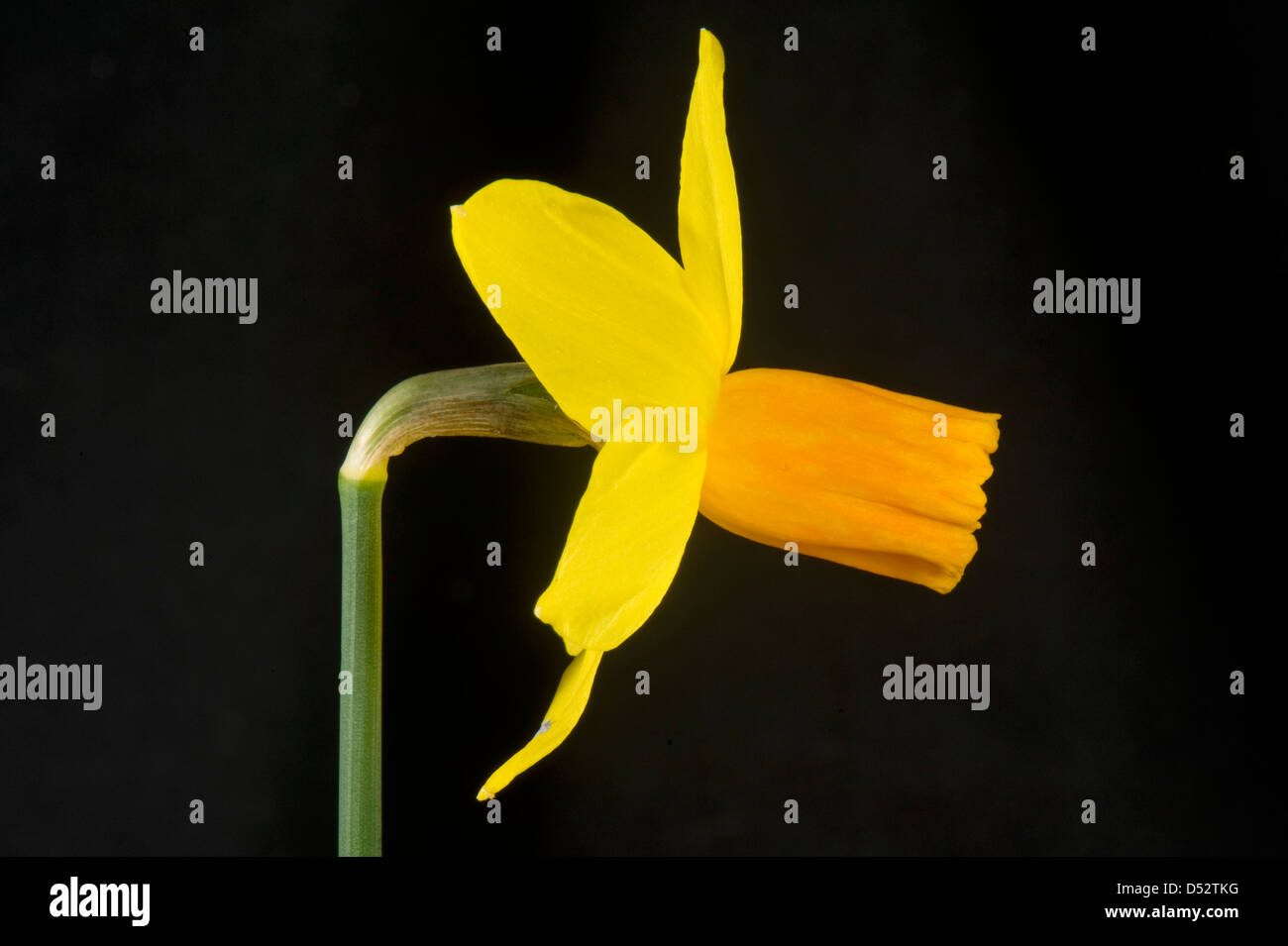 Side view of a daffodil flower, Narcissus 'Jetfire', with yellow sepals ...