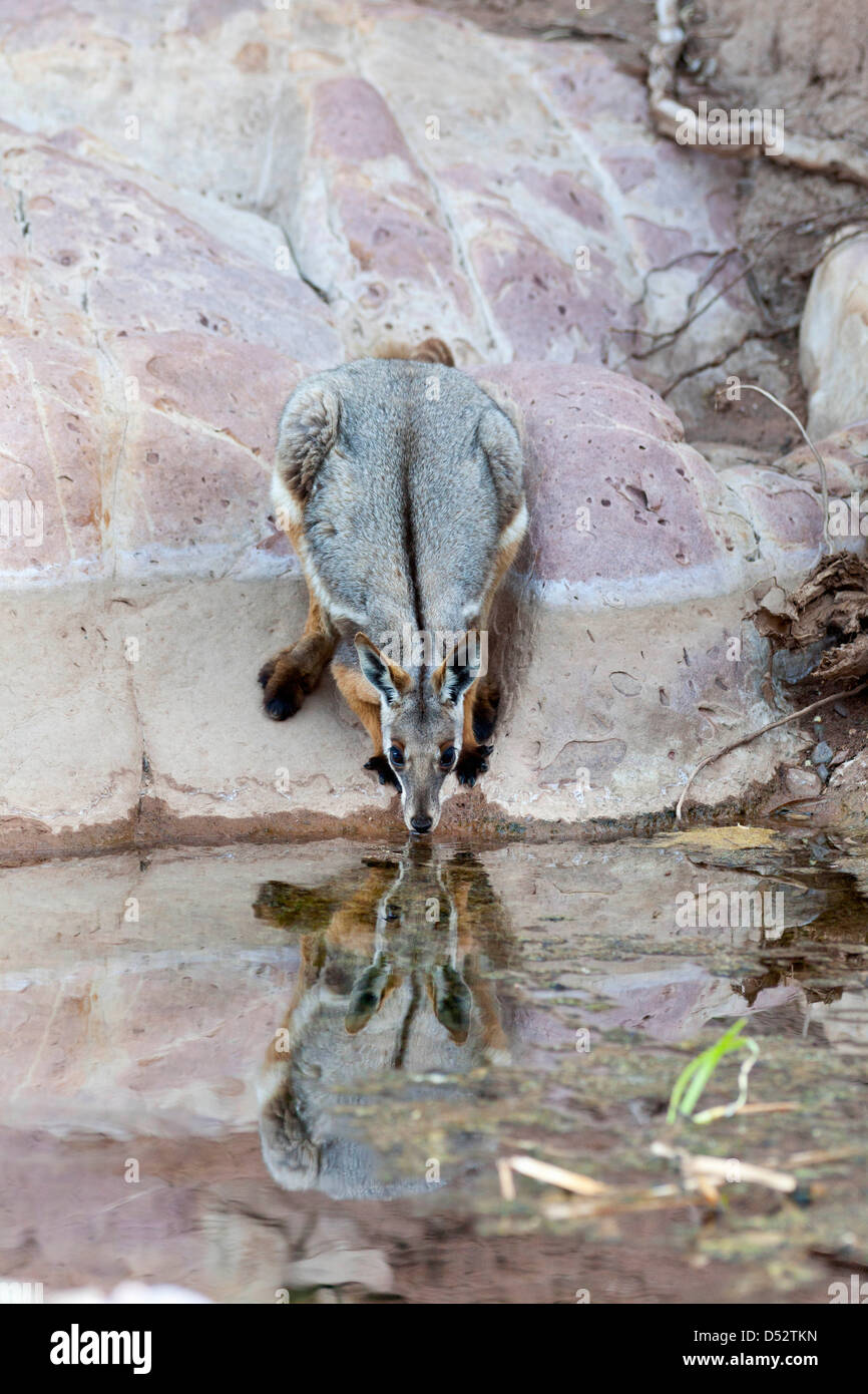 Yellow-Footed Rock-Wallaby (Petrogale xanthopus), Australia Stock Photo ...