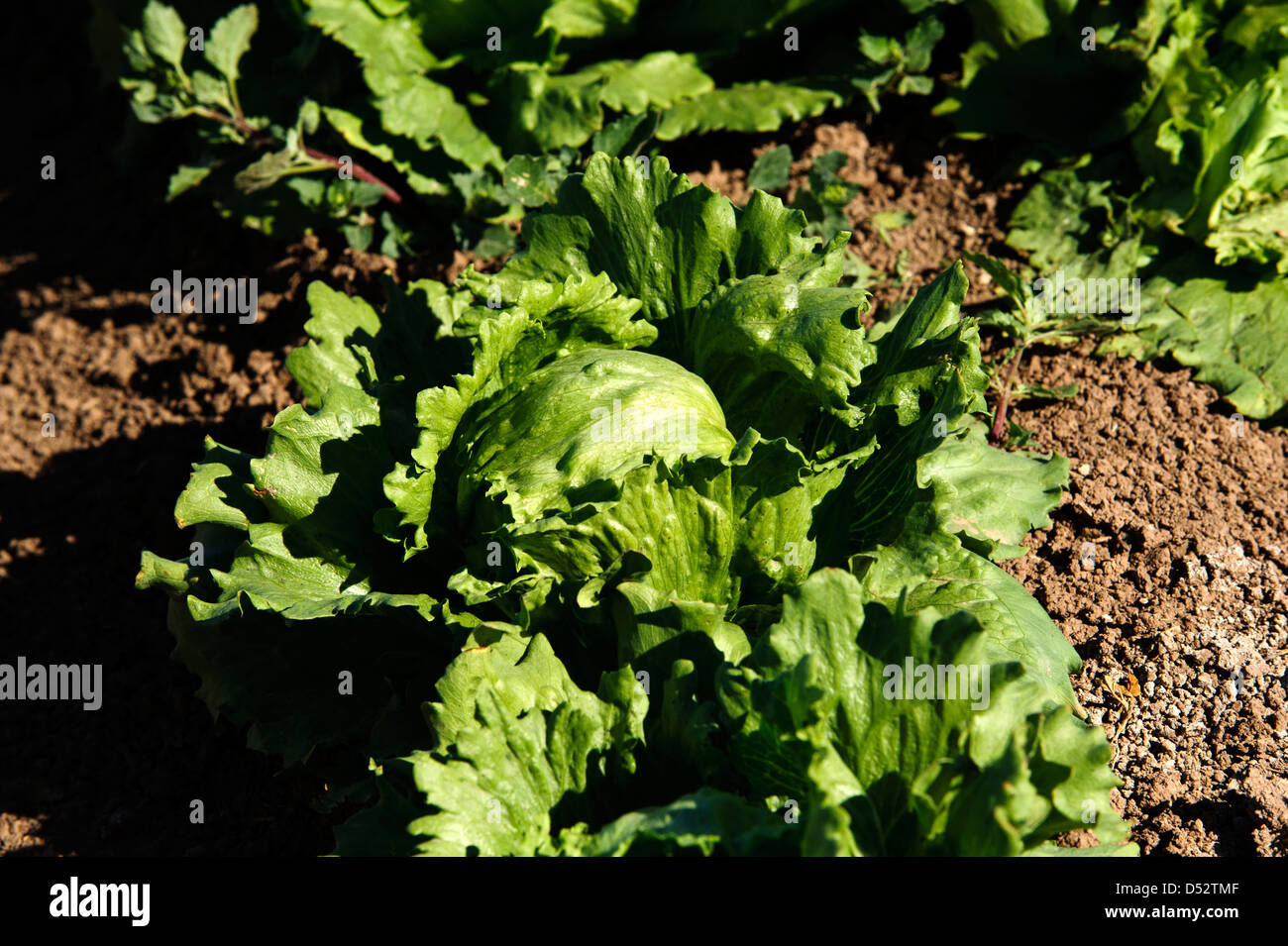Lettuce field in the Imperial Valley of California Stock Photo - Alamy