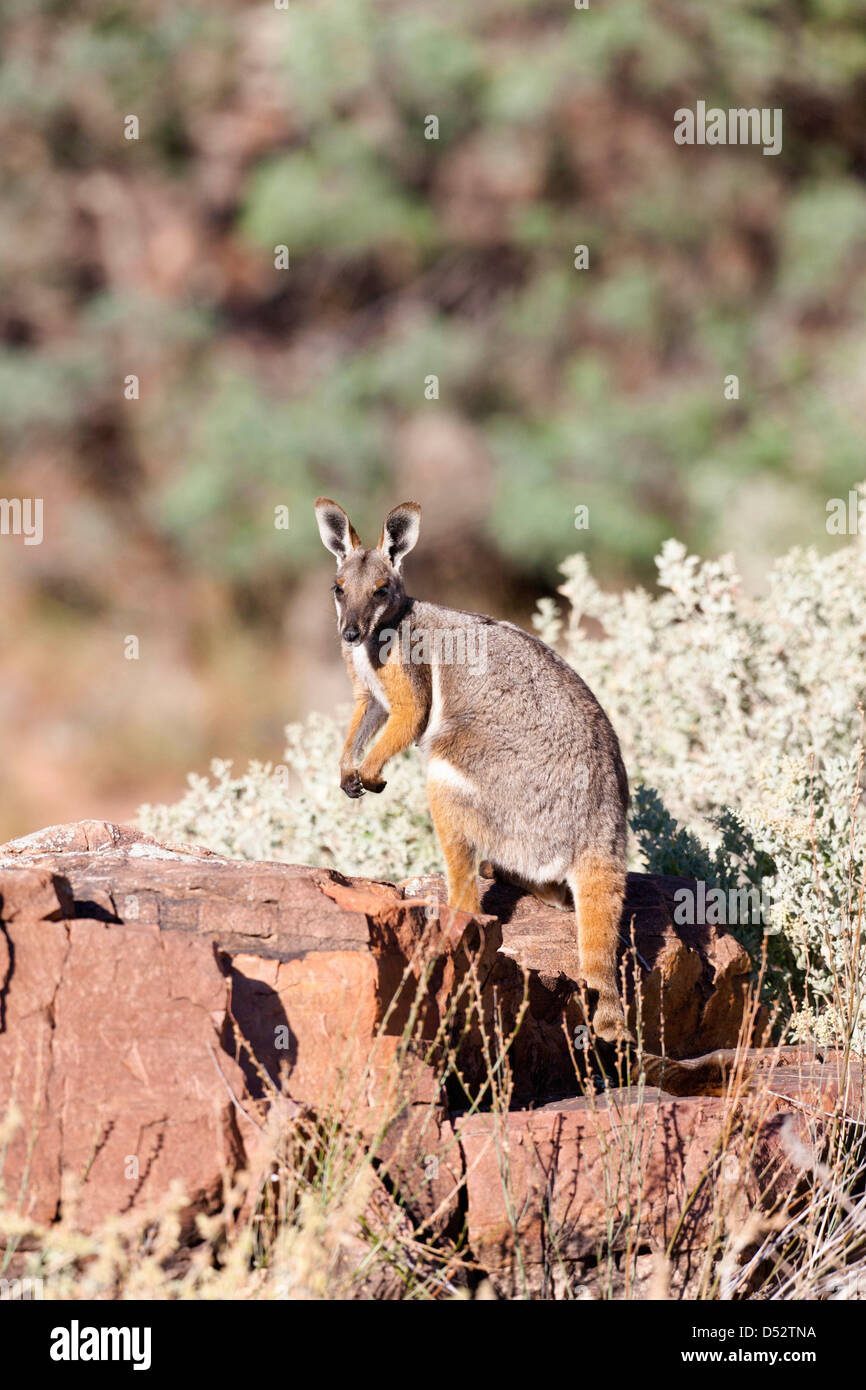 Yellow-Footed Rock-Wallaby (Petrogale xanthopus), Australia Stock Photo ...