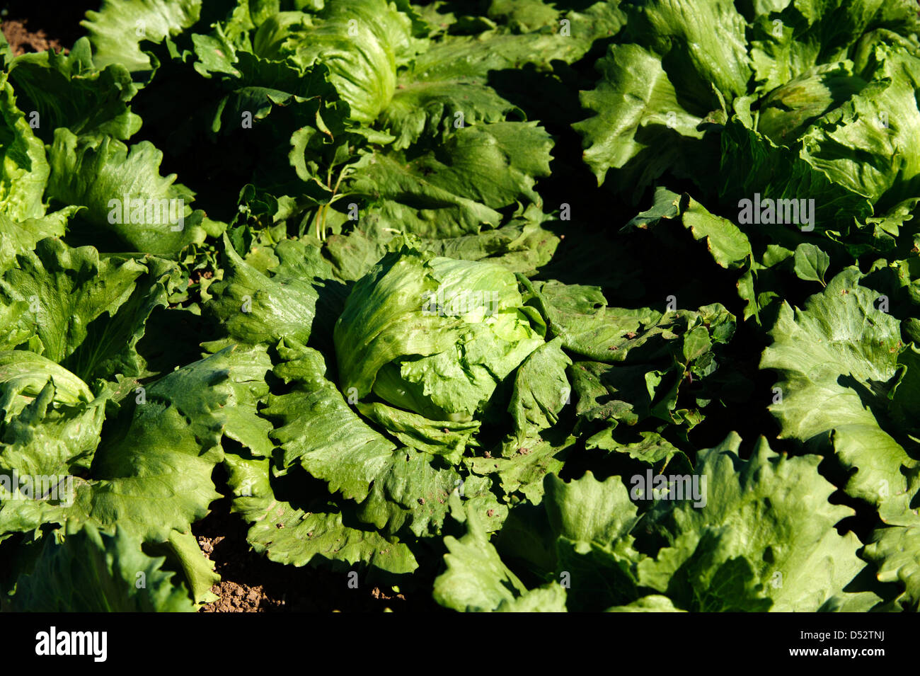 Lettuce field in the Imperial Valley of California Stock Photo - Alamy