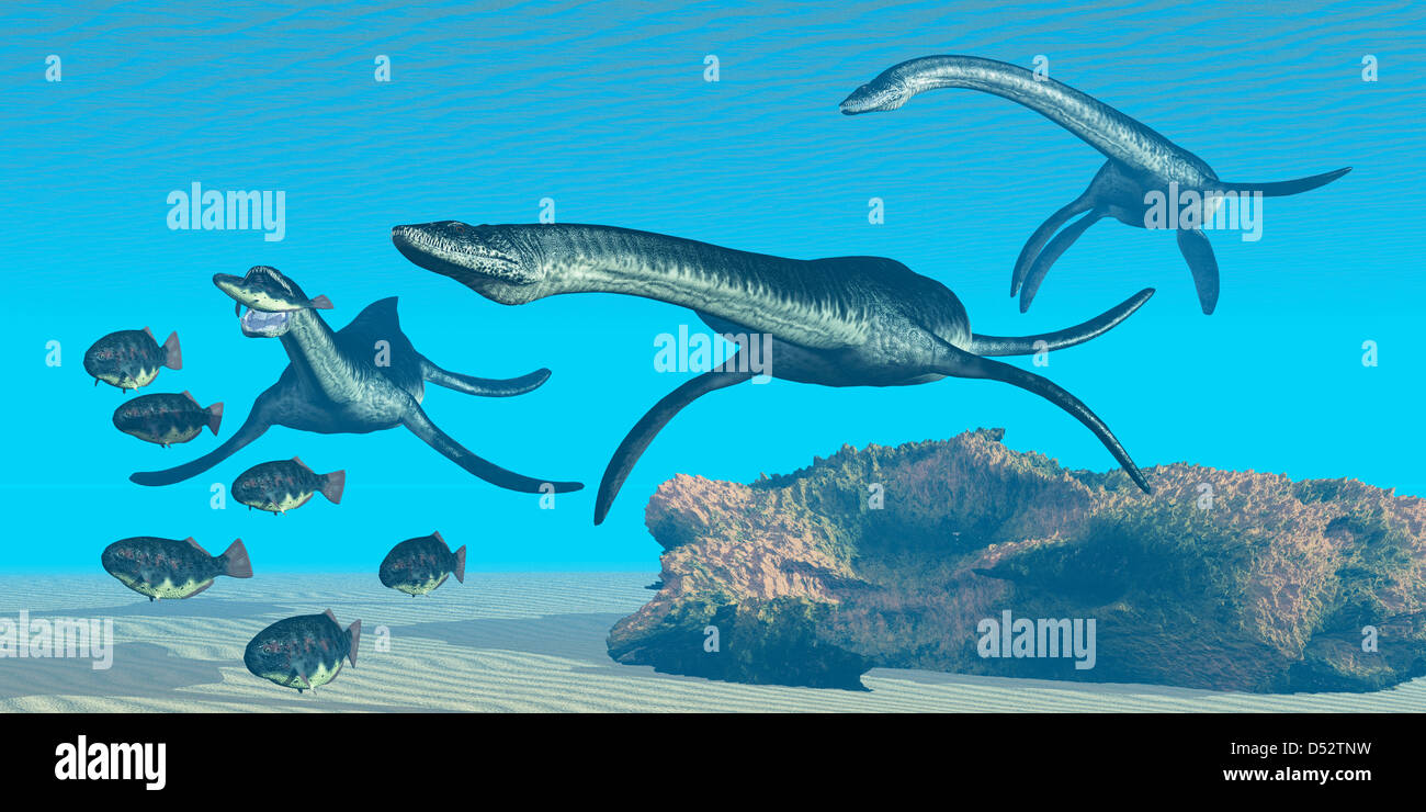 A pack of Plesiosaurus dinosaurs hunt a school of Dapedius fish in ...
