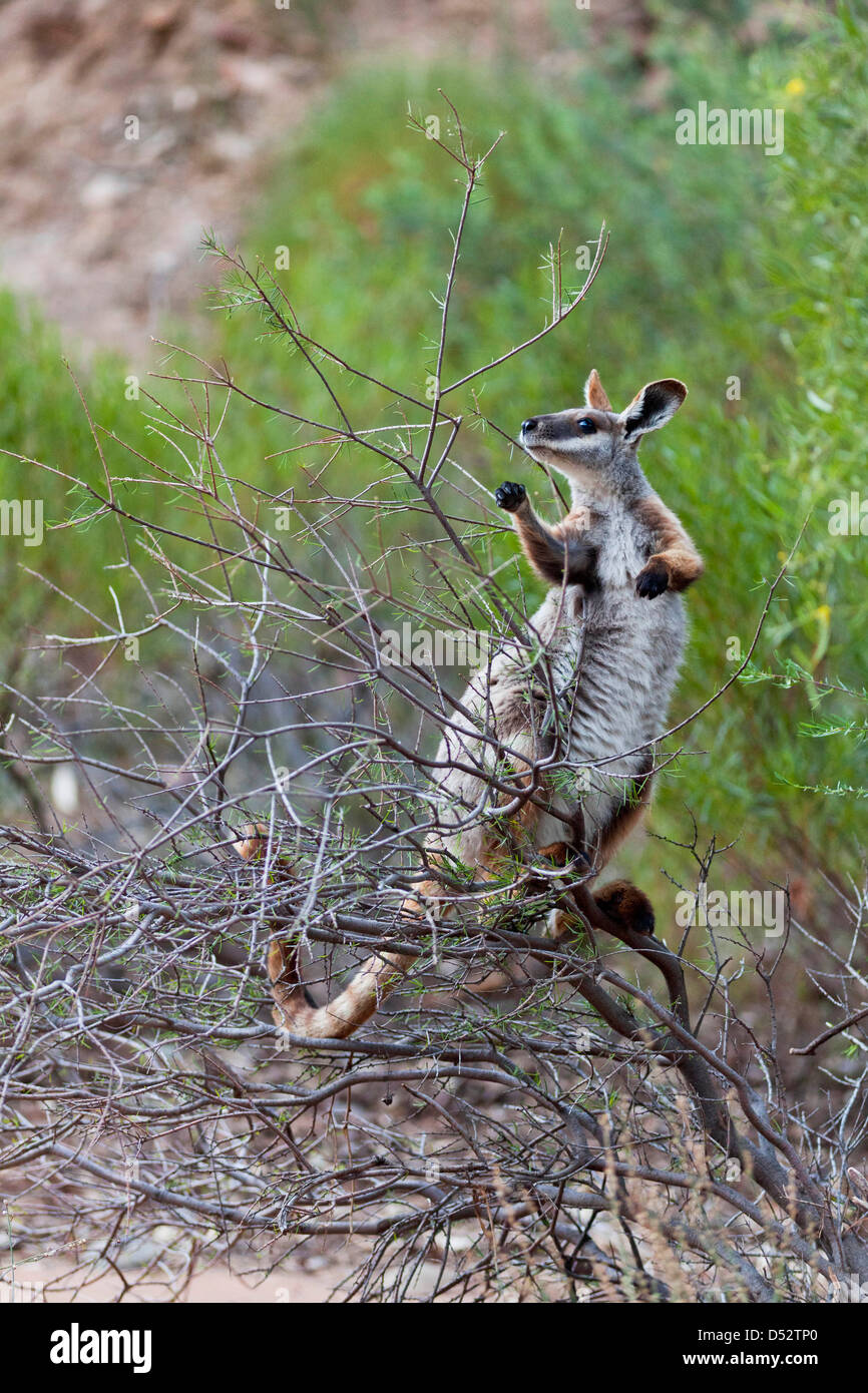 Yellow-Footed Rock-Wallaby (Petrogale xanthopus), Australia Stock Photo ...
