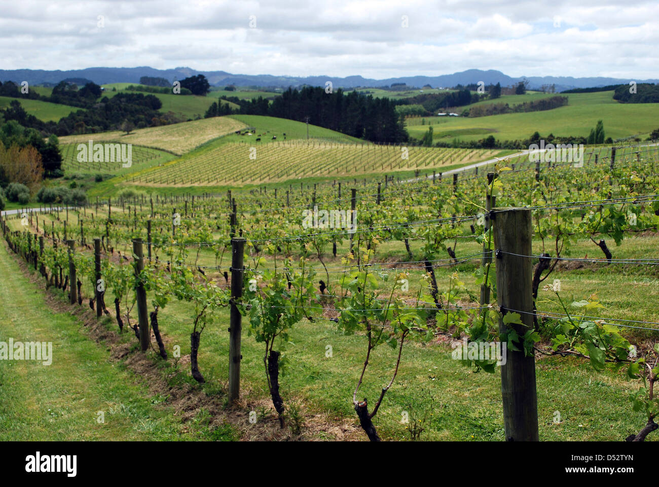 Mahurangi river winery hi-res stock photography and images - Alamy