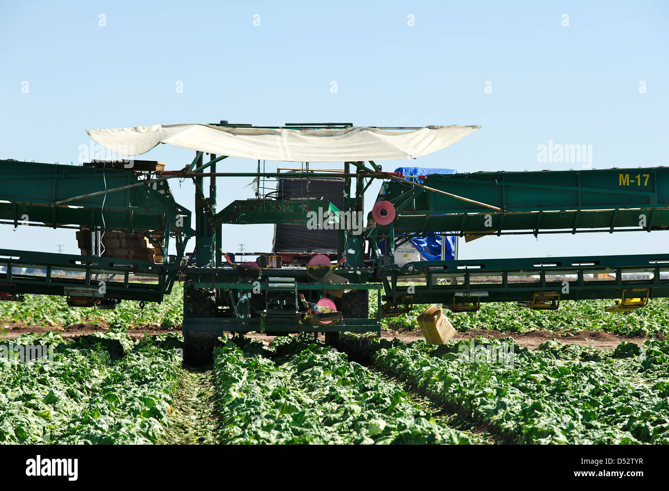 Lettuce harvesting hi-res stock photography and images - Alamy