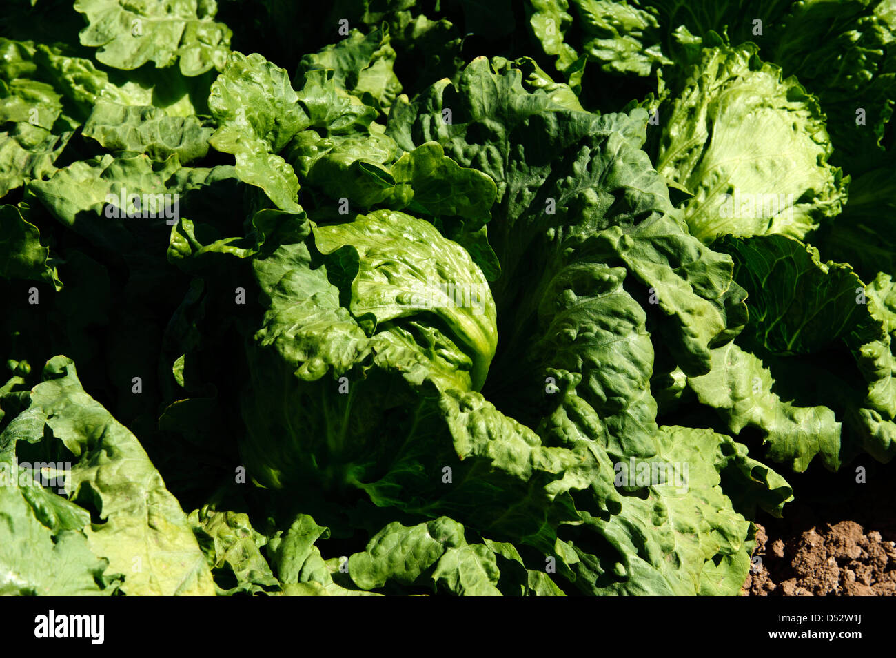 Lettuce field in the Imperial Valley of California Stock Photo - Alamy