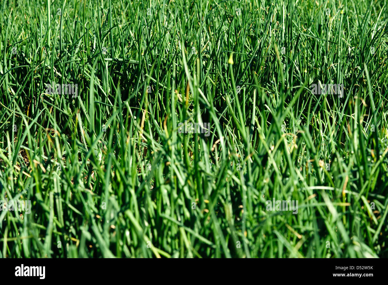 Onion field hi-res stock photography and images - Alamy