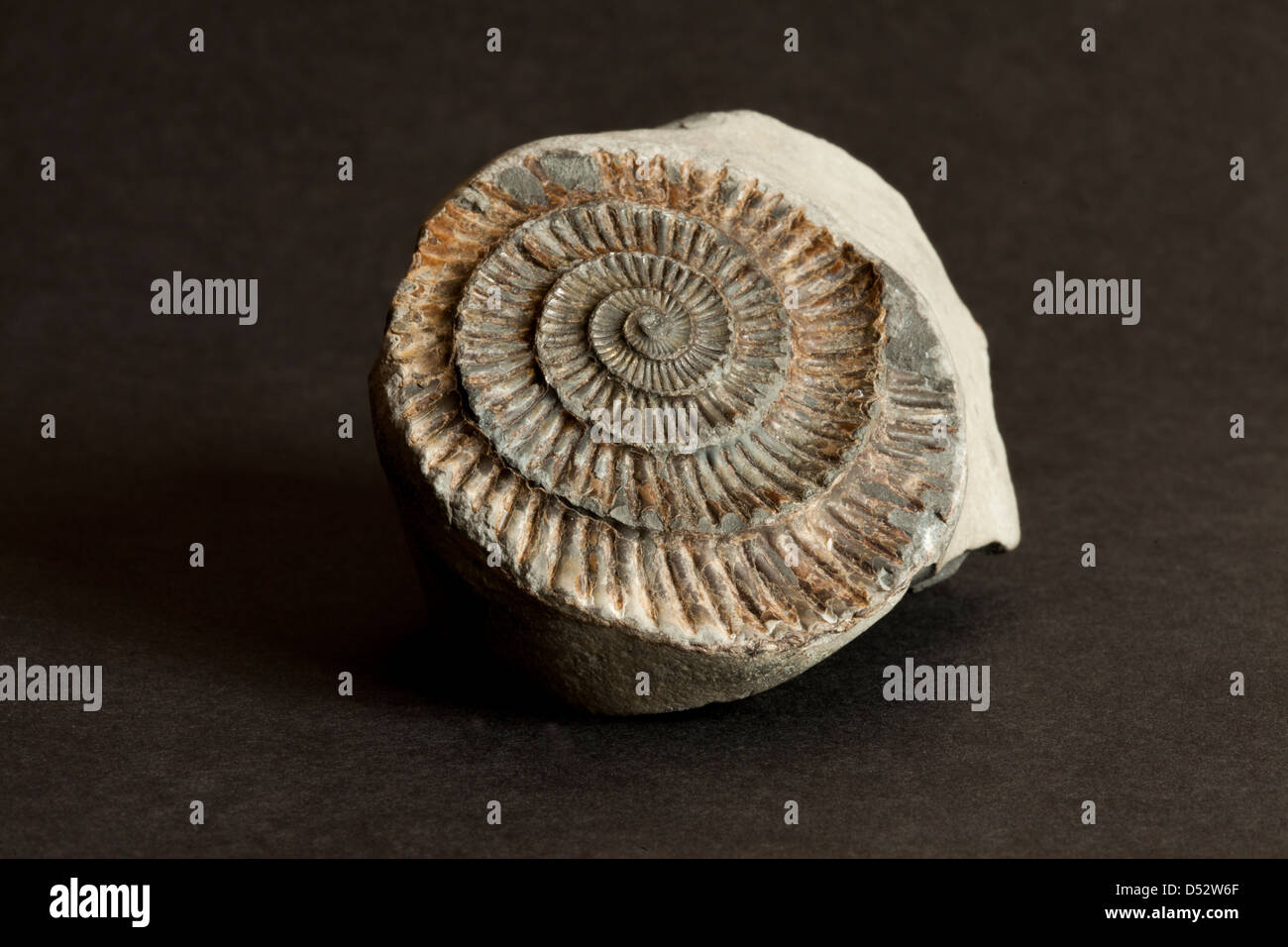 Cephalopoda fossil cephalopod hi-res stock photography and images - Alamy